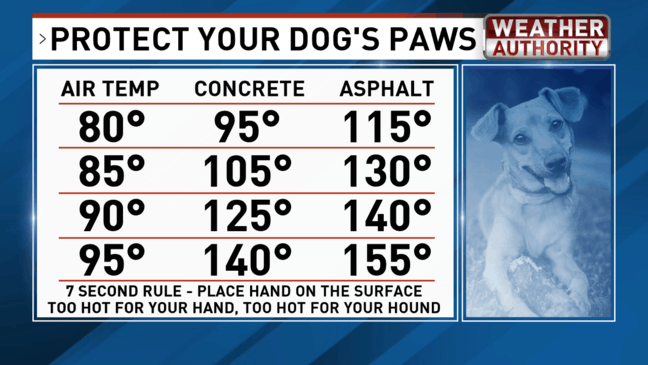 The Heat Is On! Dog Safety In Extreme Heat